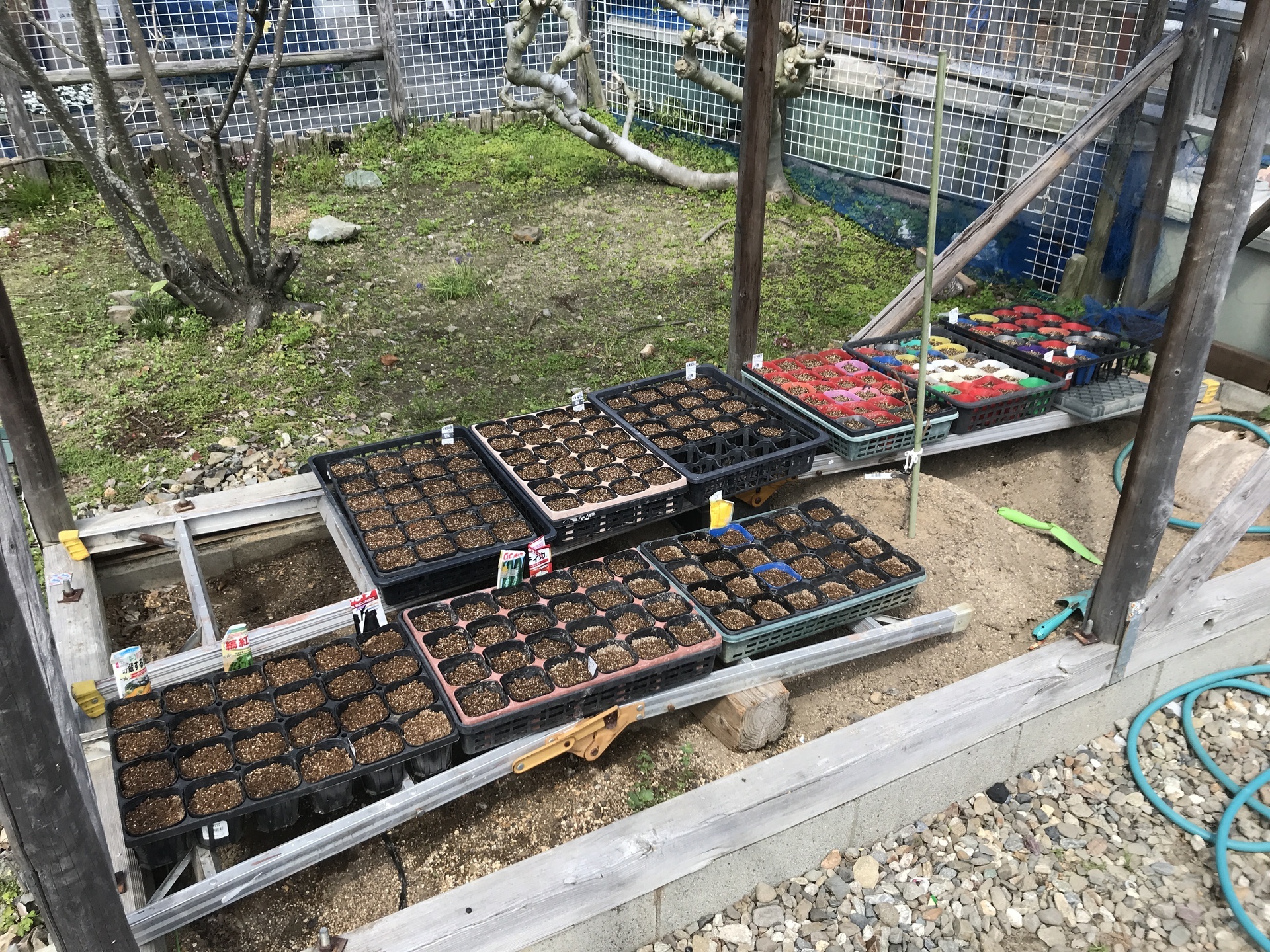 イチジクジャムを作ろう！: 60才からの挑戦