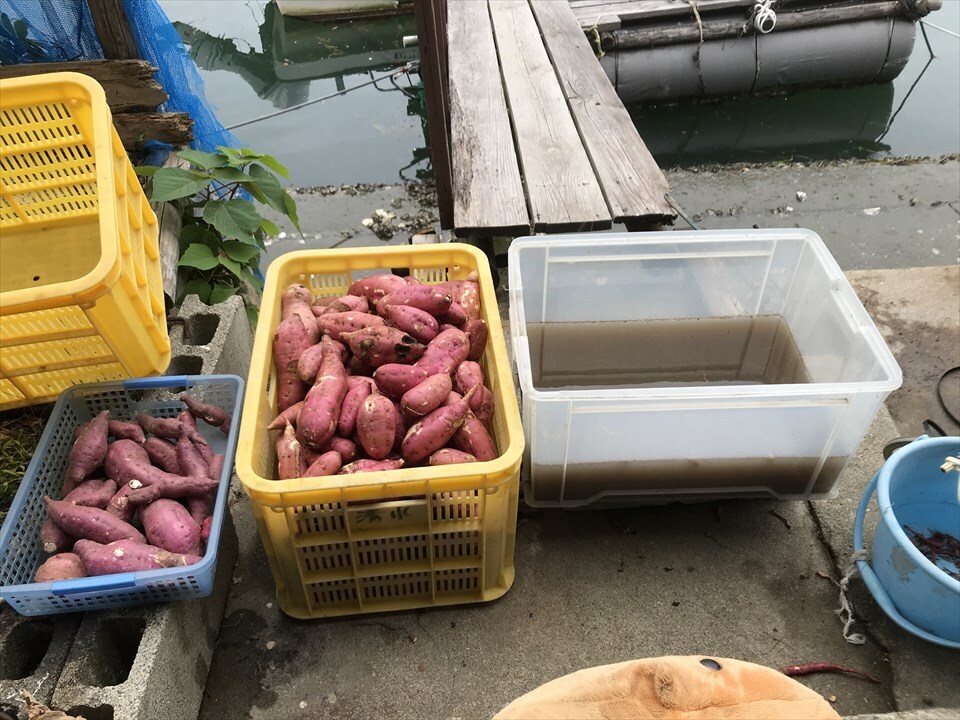 玉ネギ苗の植え付け準備: 60才からの挑戦