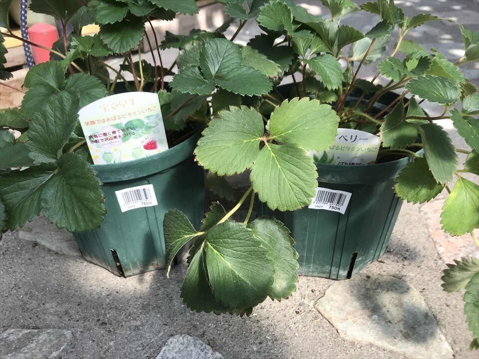 今年もカレーを作りたい！: 60才からの挑戦