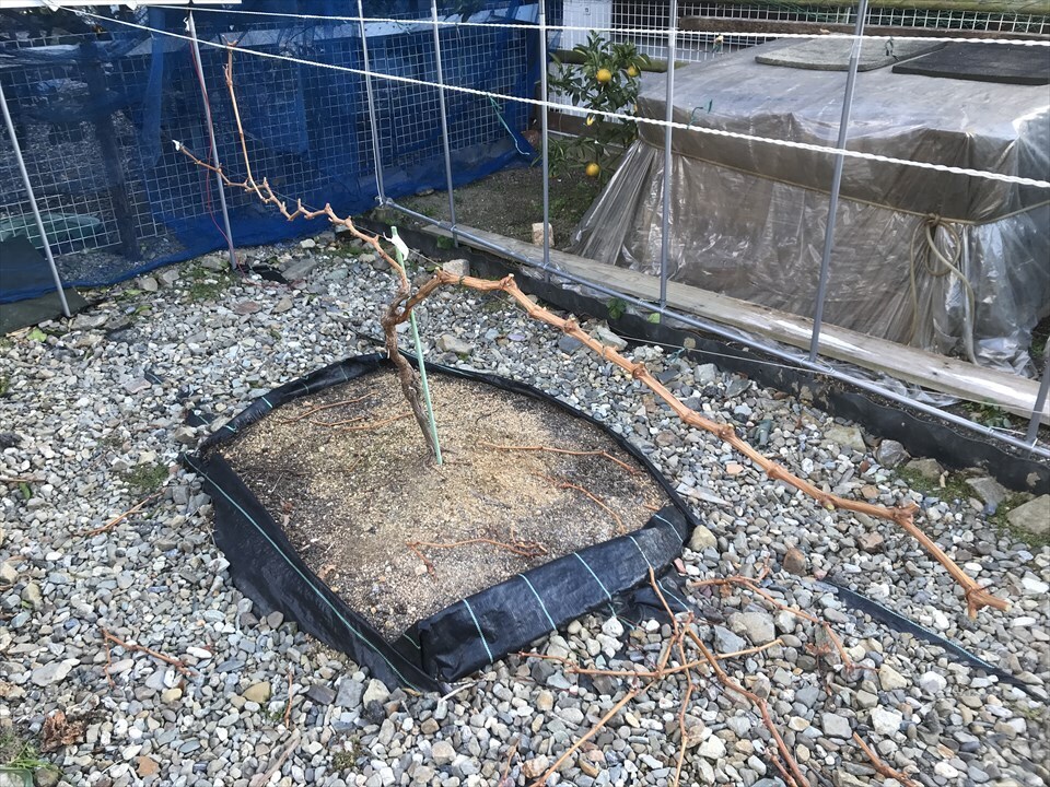 本格的なシャインマスカット栽培2年目に: 60才からの挑戦