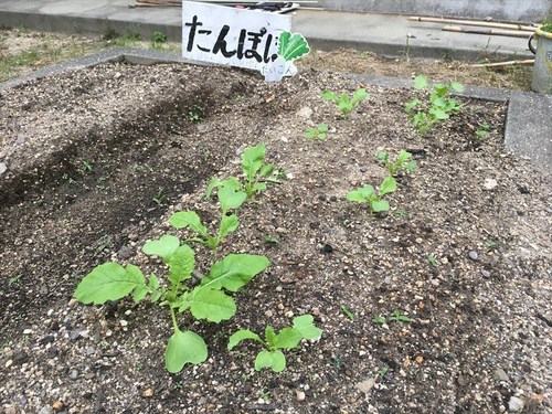落花生の干場作り: 60才からの挑戦