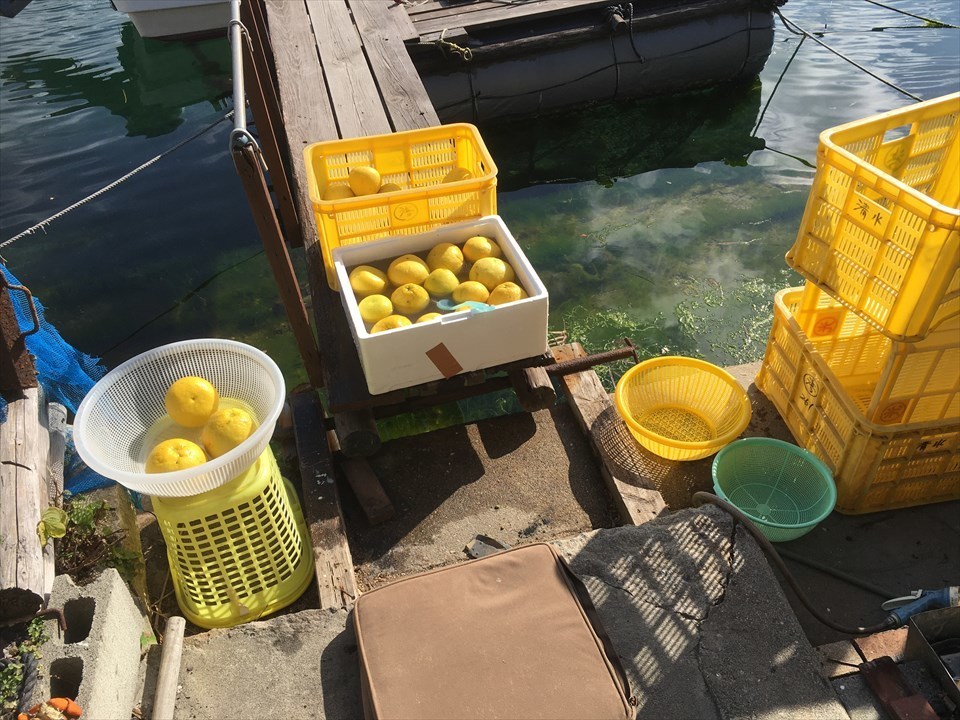 文旦を全取り: 60才からの挑戦